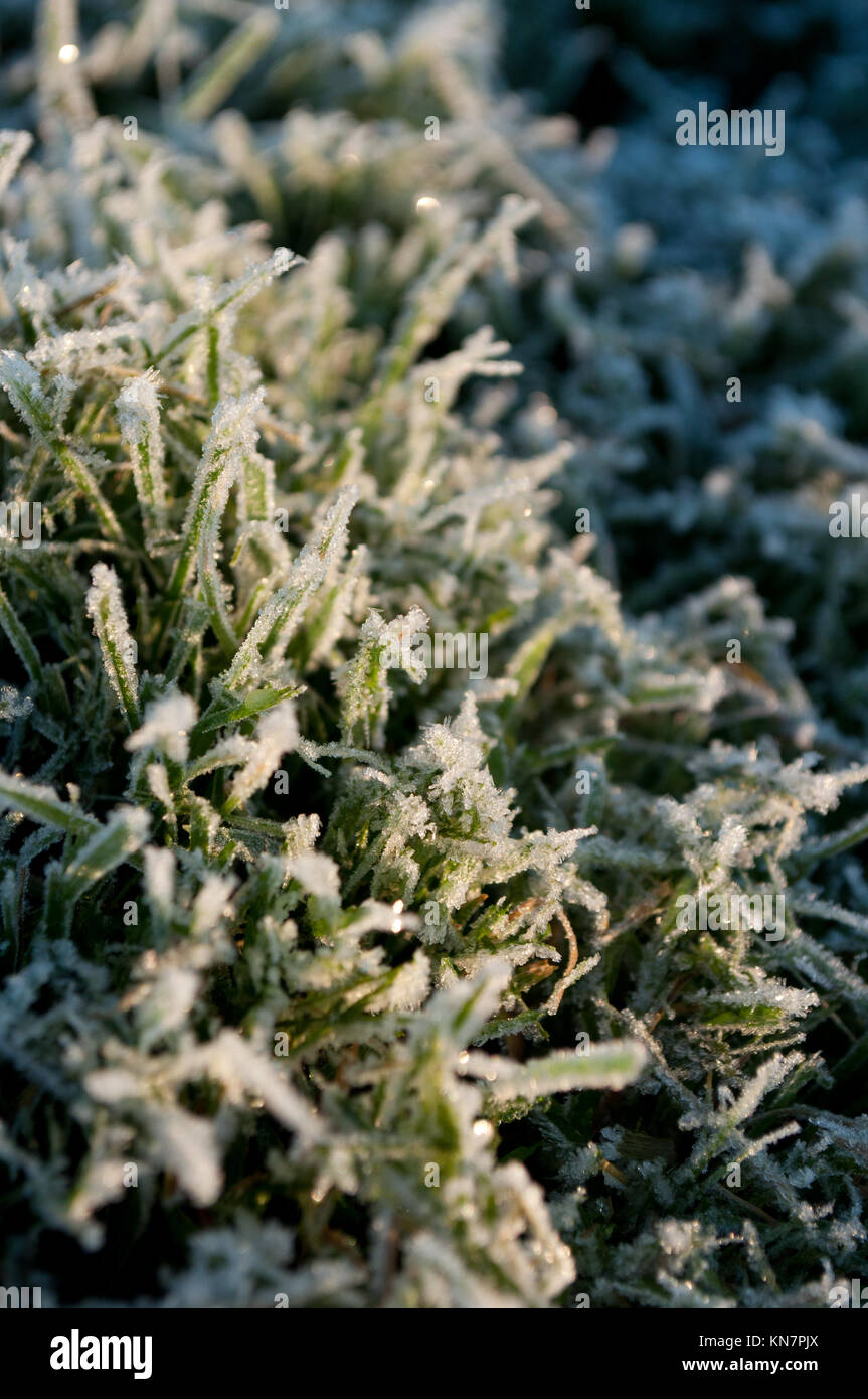 Snow on grass, close up Stock Photo - Alamy