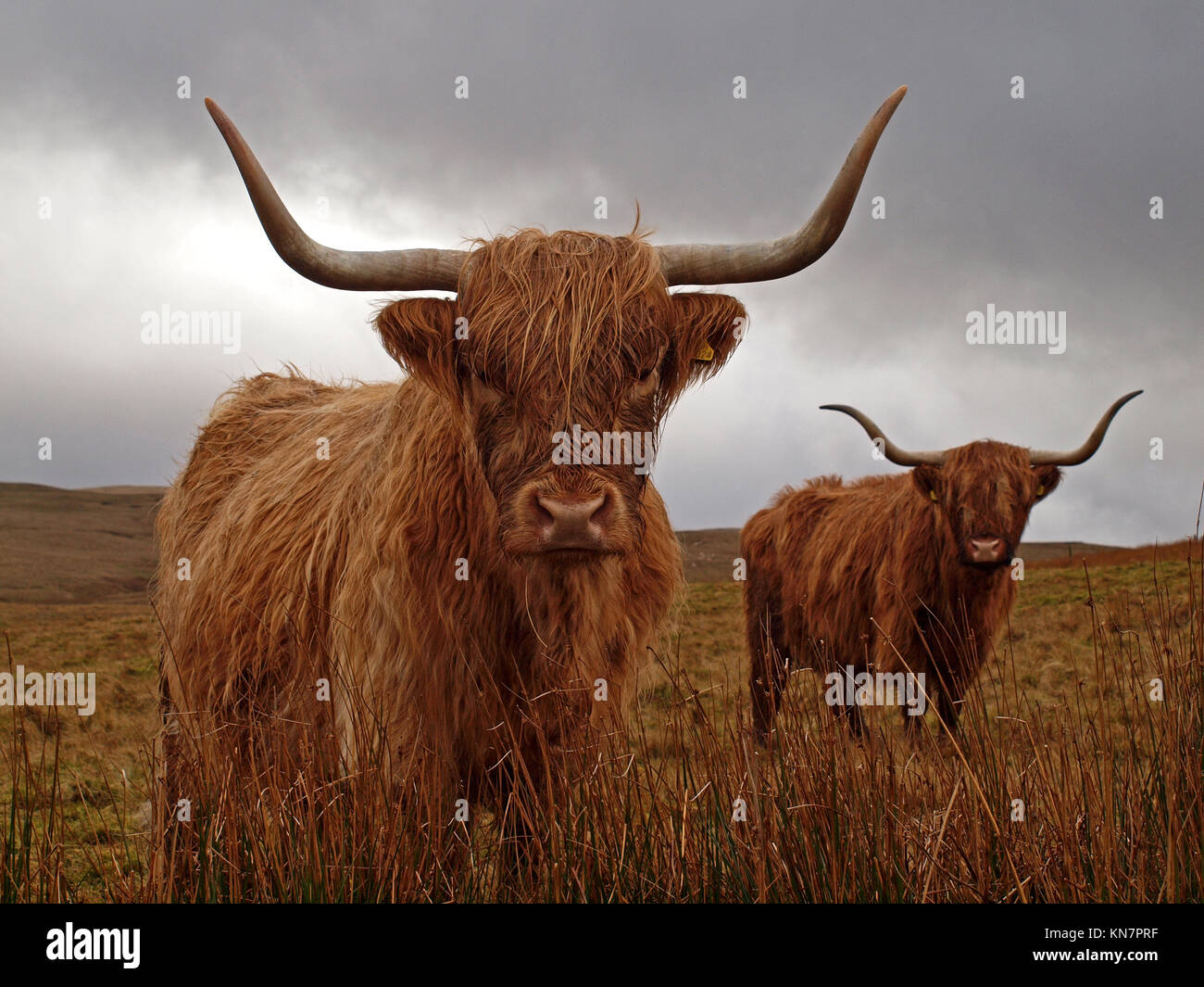 two highland cows with impressive long sharp horns stare down at the ...