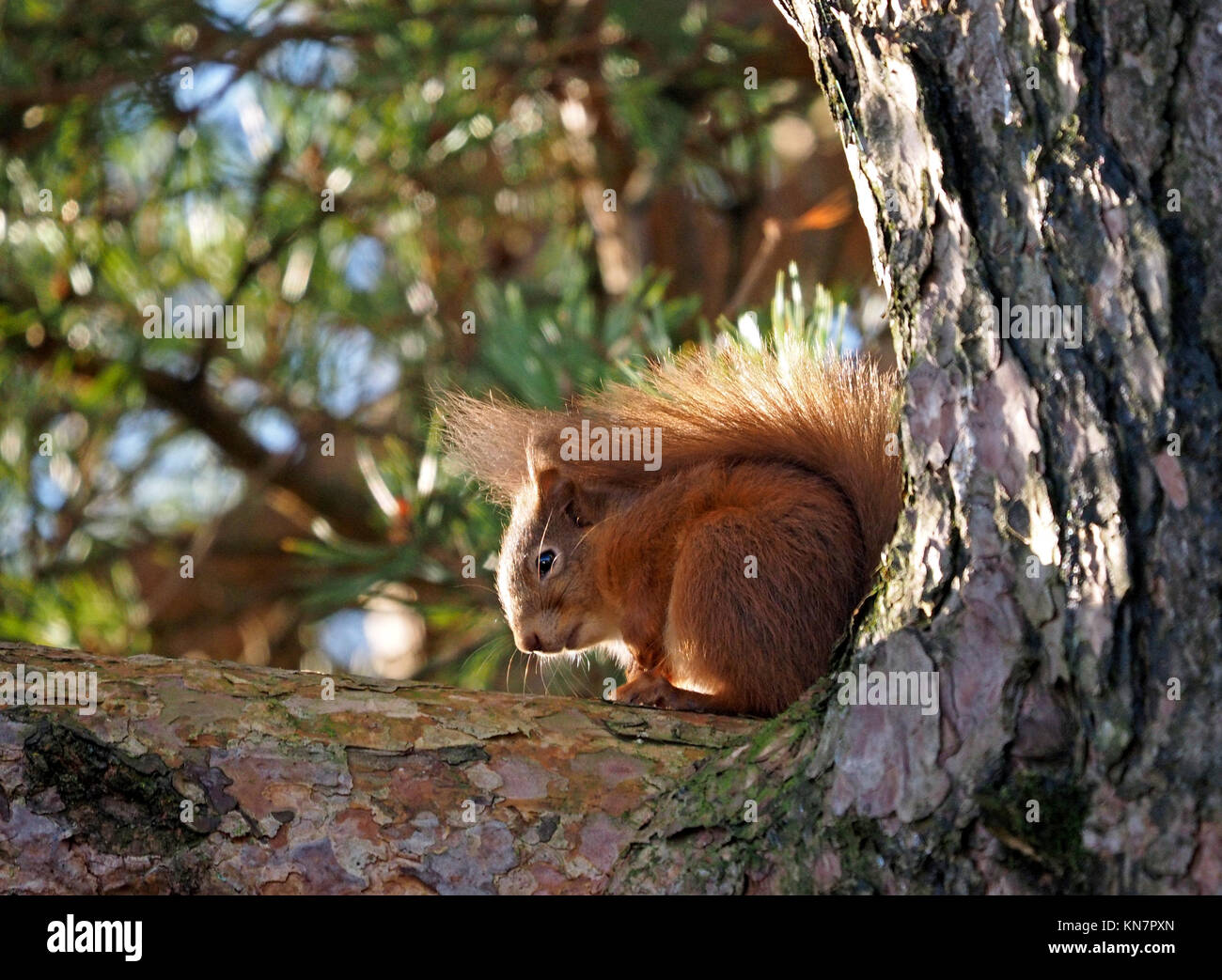 Eurasian red squirrel (Sciurus vulgaris) sitting beneath outspread tail ...