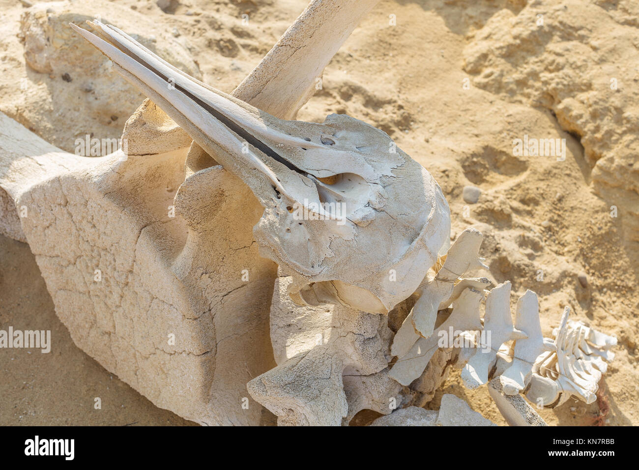 Vertebrae dolphin hi-res stock photography and images - Alamy