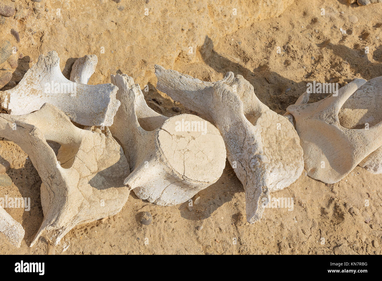 Vertebrae dolphin hi-res stock photography and images - Alamy