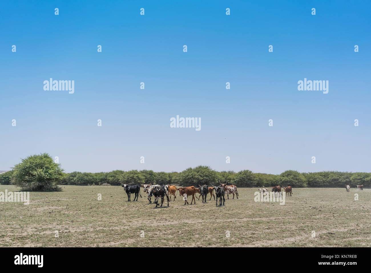 Group of cows grazing in the oasis of the Namib Desert. Angola Stock ...
