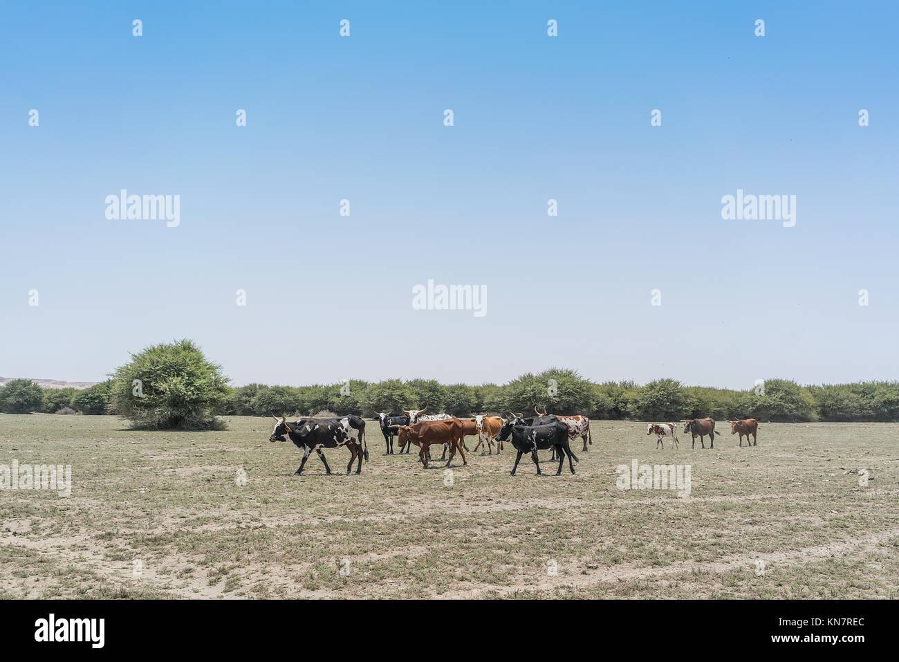 Group of cows grazing in the oasis of the Namib Desert. Angola Stock ...