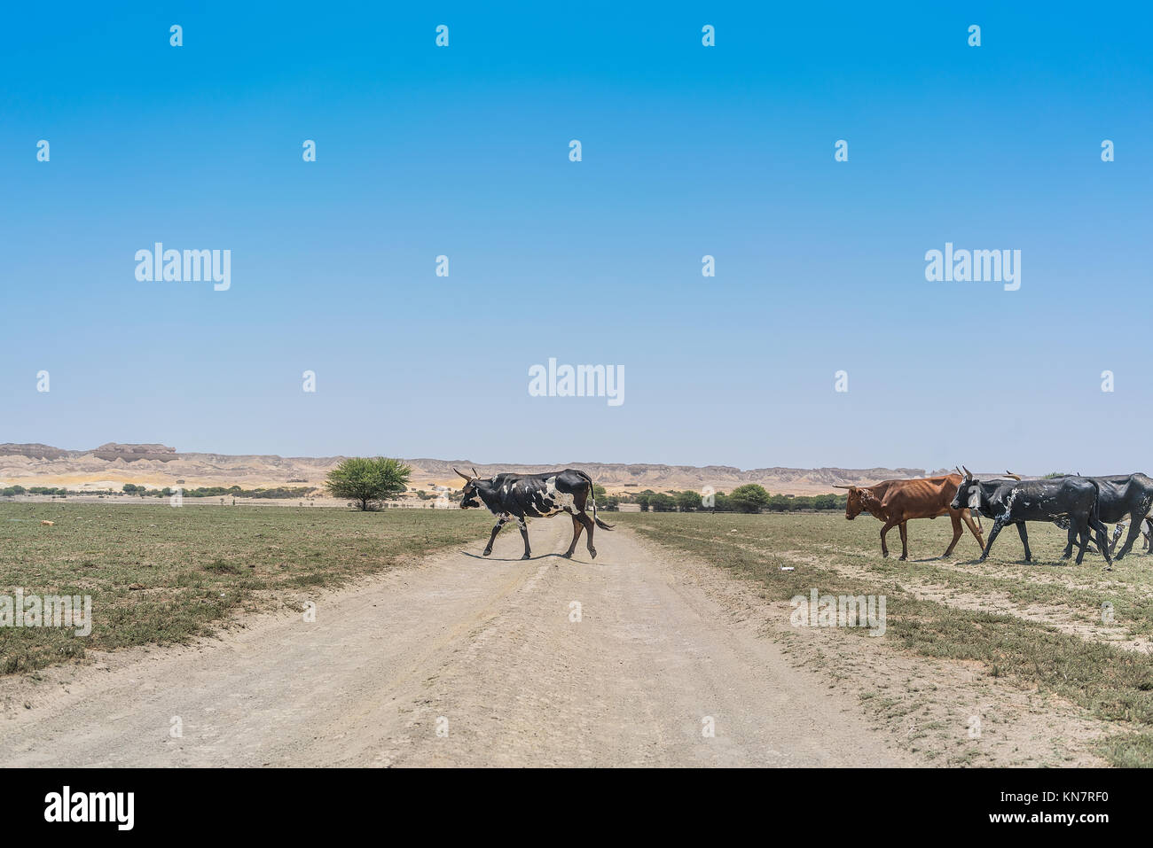 Group of cows grazing in the oasis of the Namib Desert. Angola Stock ...