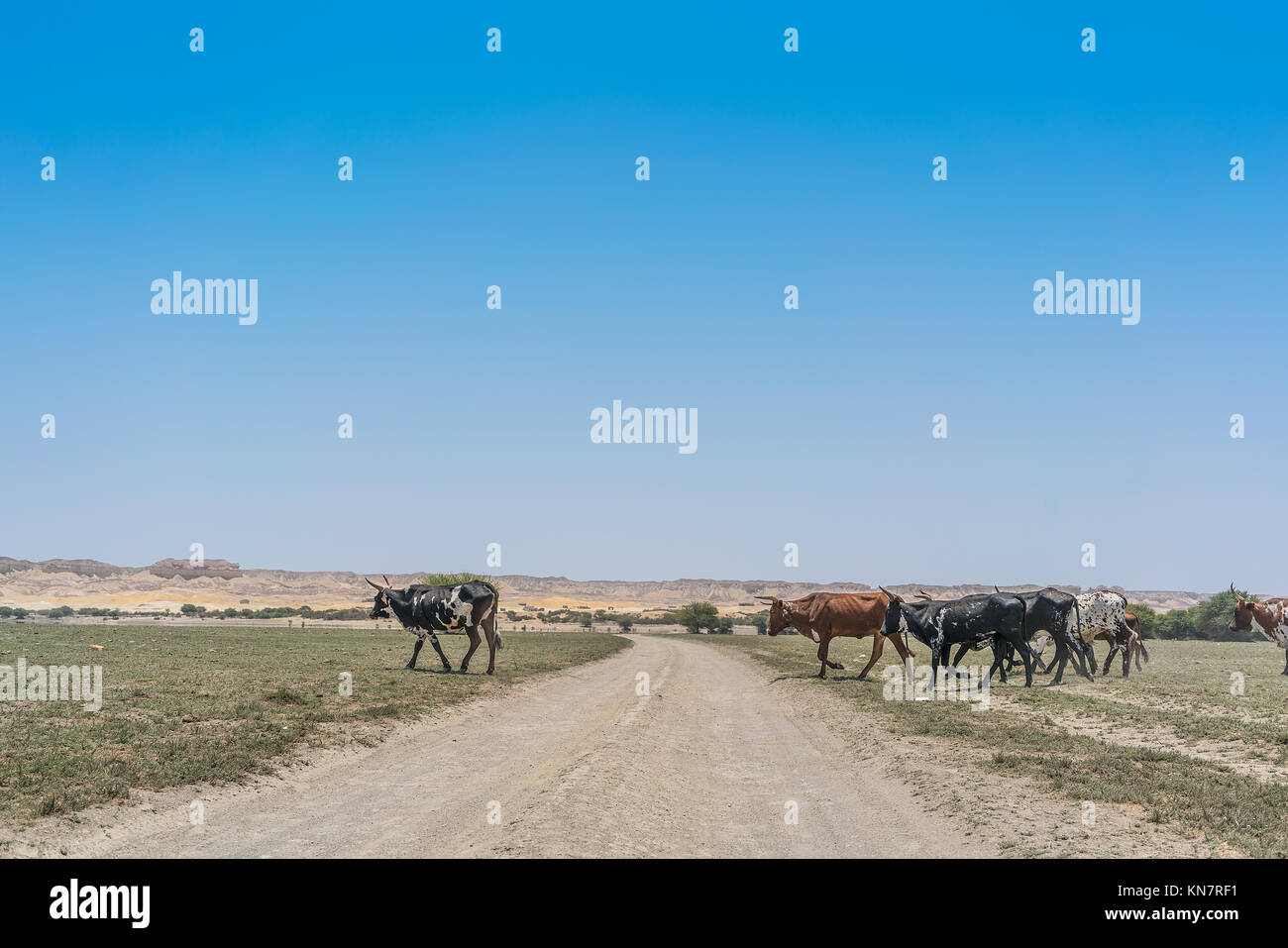 Cow in desert grassland hi-res stock photography and images - Alamy