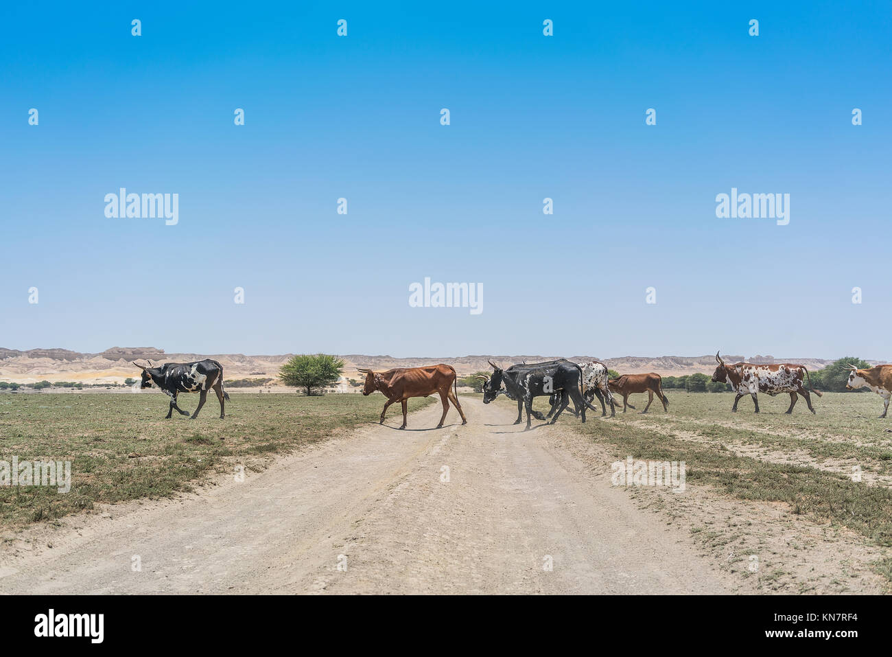 Group of cows grazing in the oasis of the Namib Desert. Angola Stock ...