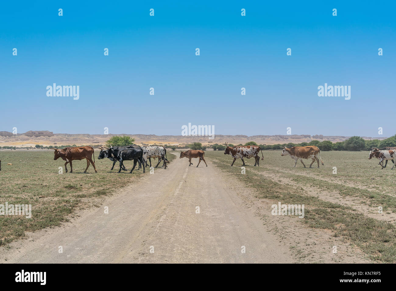 Group of cows grazing in the oasis of the Namib Desert. Angola Stock ...