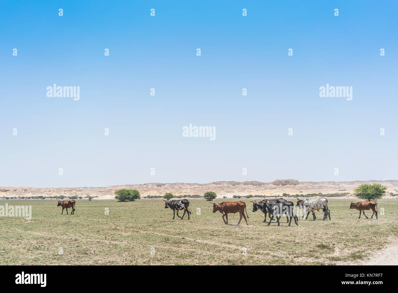 Group of cows grazing in the oasis of the Namib Desert. Angola Stock ...