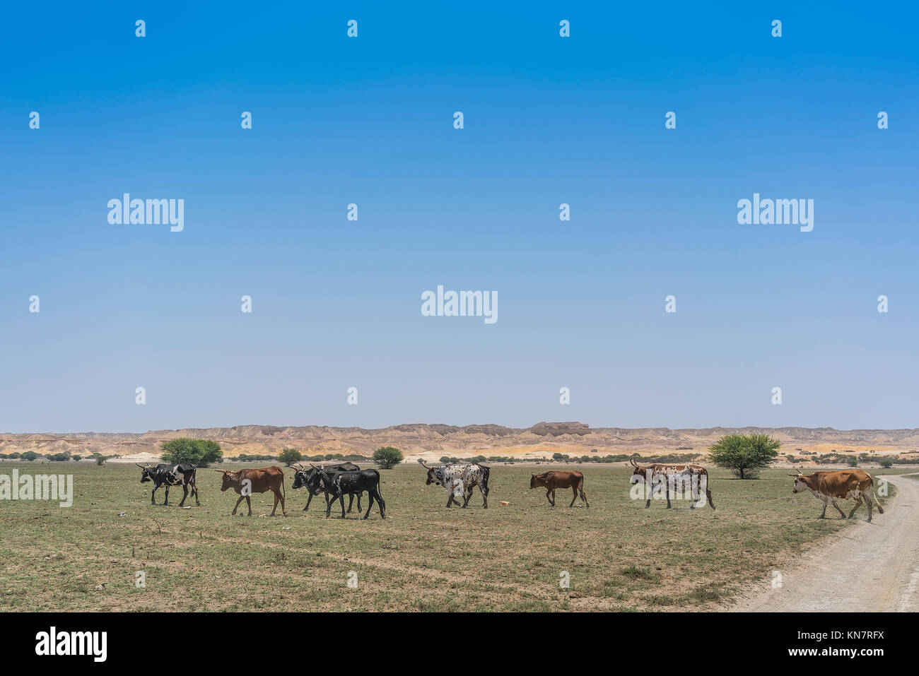 Group of cows grazing in the oasis of the Namib Desert. Angola Stock ...
