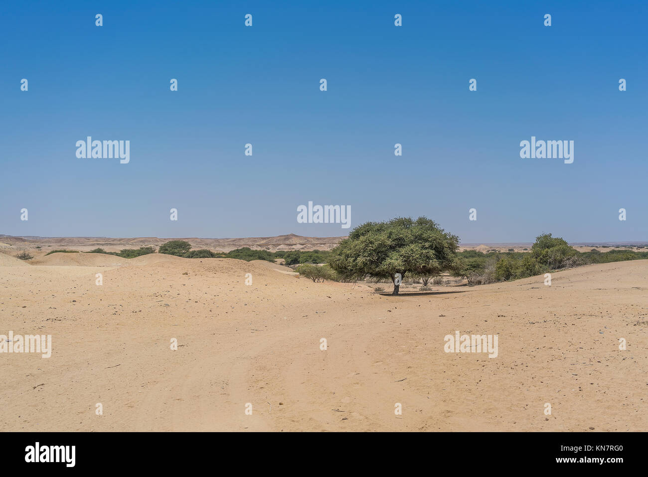 Dry Oasis in the Namibe Desert. Angola Stock Photo - Alamy
