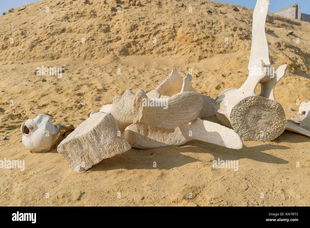 whale bones in sand on the beach shore Stock Photo - Alamy
