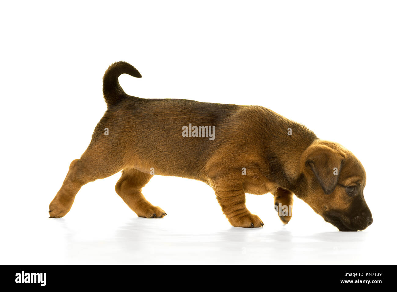 Side profile young jack hi-res stock photography and images - Alamy