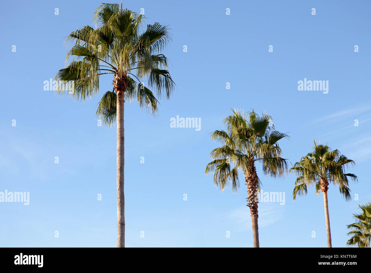 Palm trees, tropical concept Stock Photo - Alamy