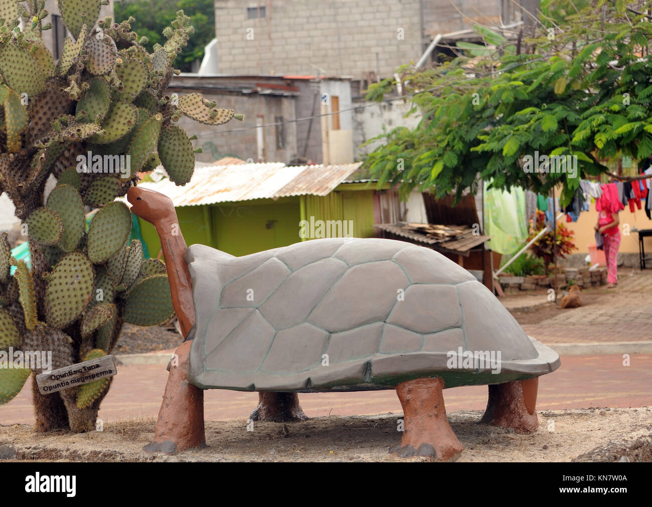Galapagos giant tortoise cactus hi-res stock photography and images - Alamy