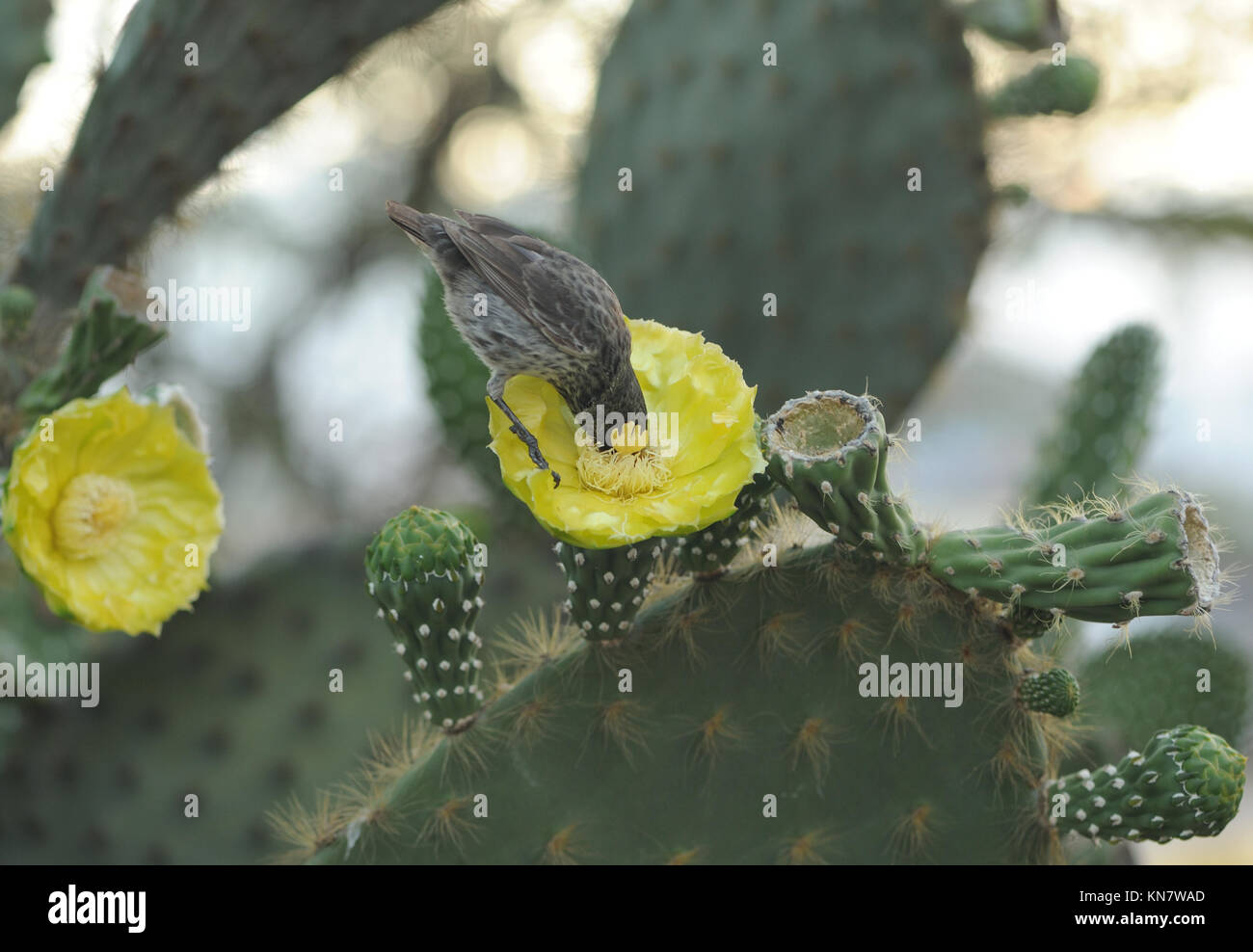 A female common cactus finch (Geospiza scandens) feeding with its head ...