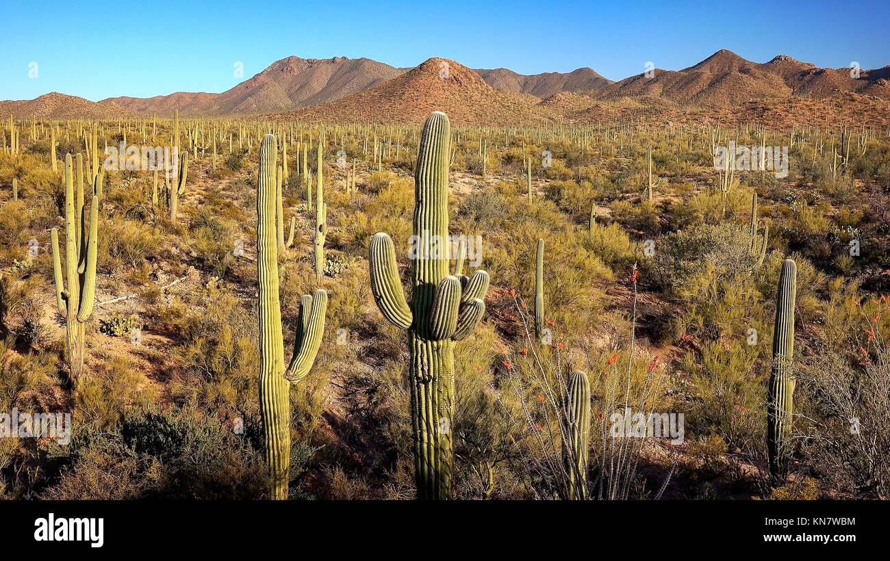 Landscape of Saguaro Cactus at Saguaro National Park in Arizona Stock ...
