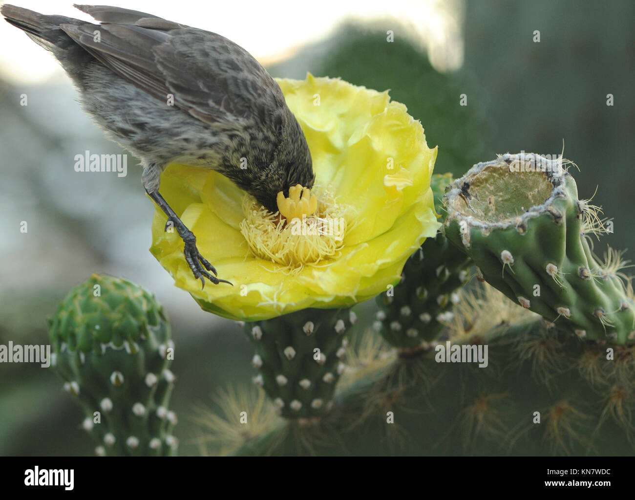 A female common cactus finch (Geospiza scandens) feeding with its head ...