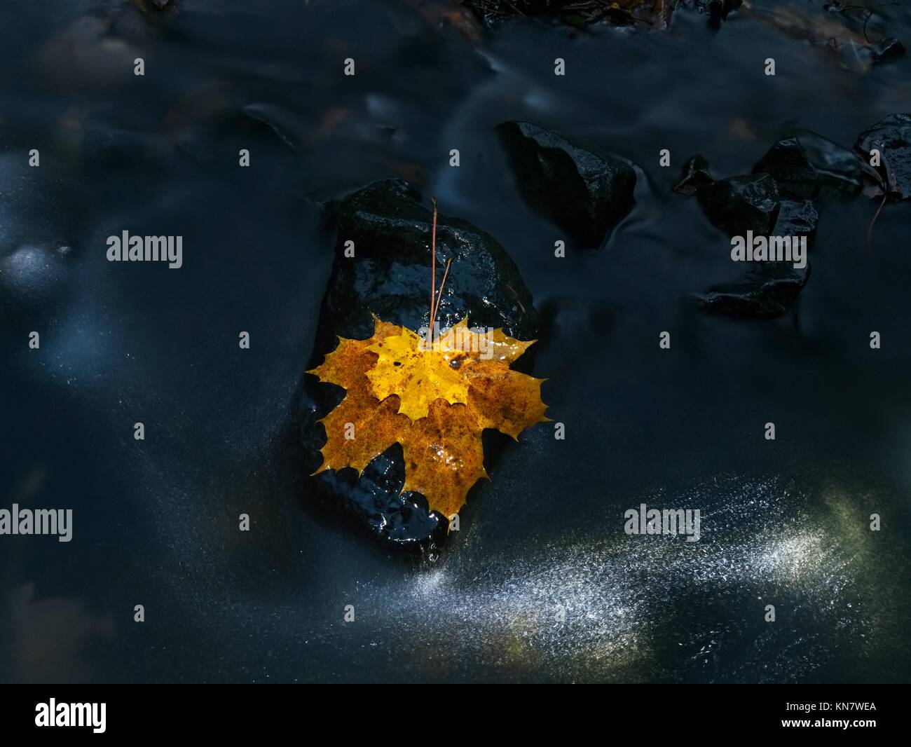 Rotten maple leaf on basalt stone in dark water. Blurred waves of ...