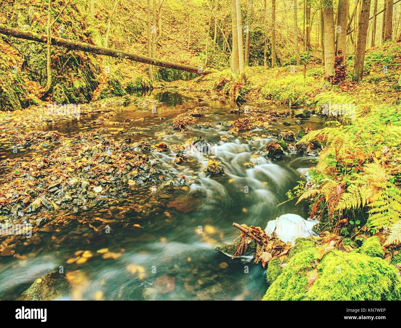 Colorful leaves caught in mountain stream. Bright autumn colors in ...