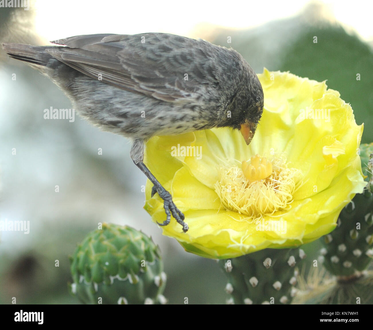 A female common cactus finch (Geospiza scandens) feeding on an Opuntia ...