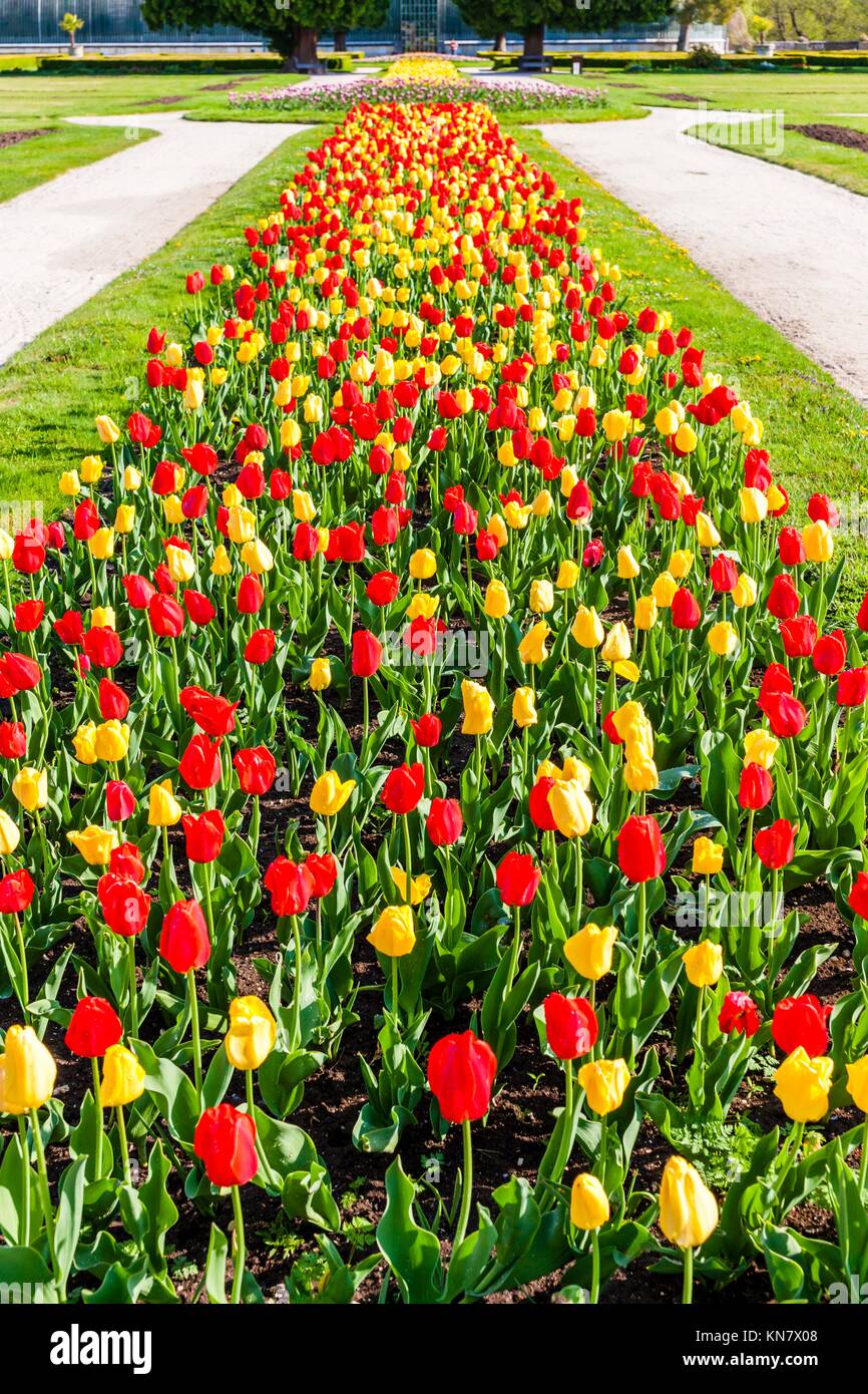 South Moravia Czech Flower Stock Photos & South Moravia Czech Flower ...