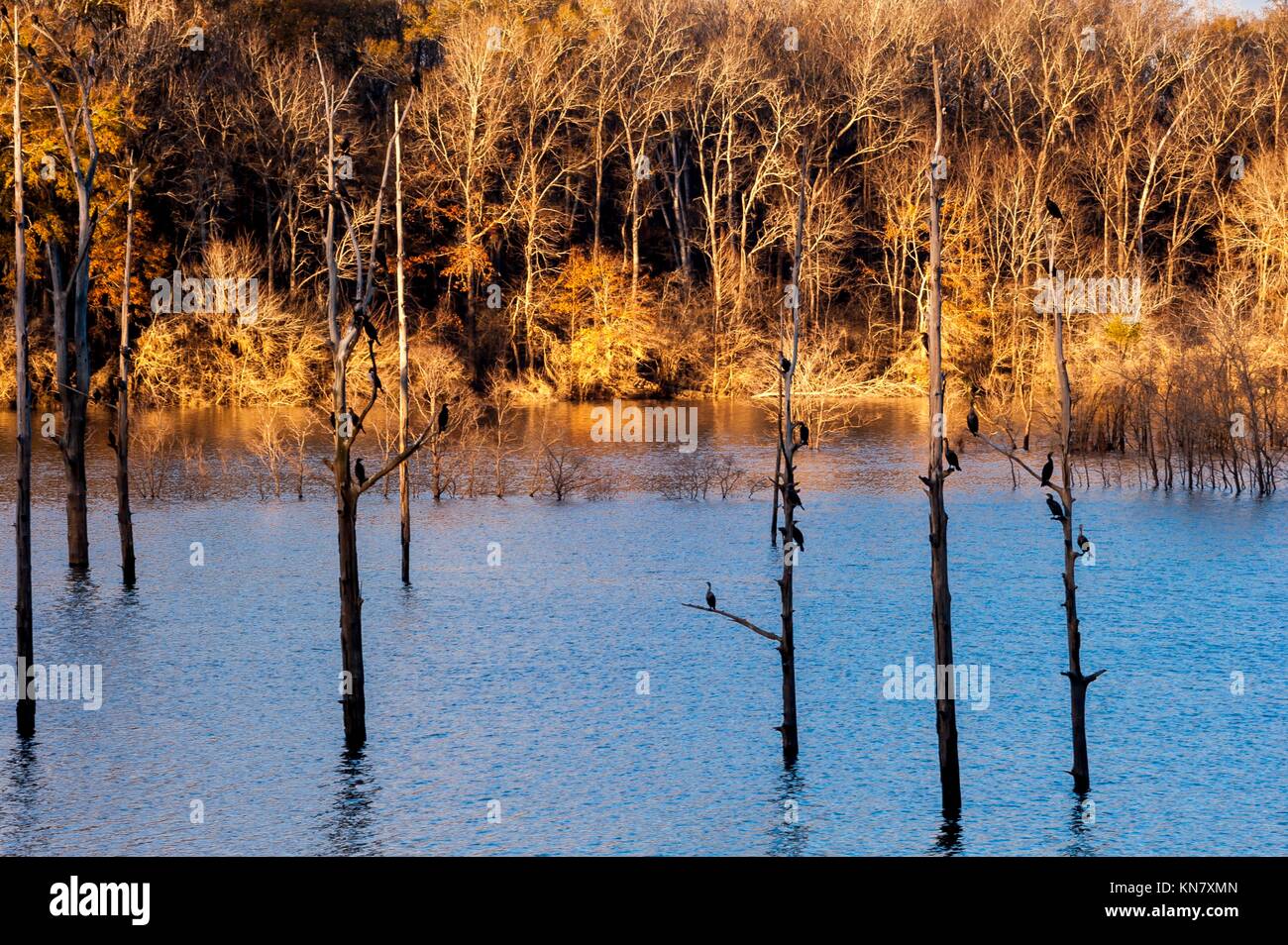 Submerged trees in a river with live trees and sky in the background ...