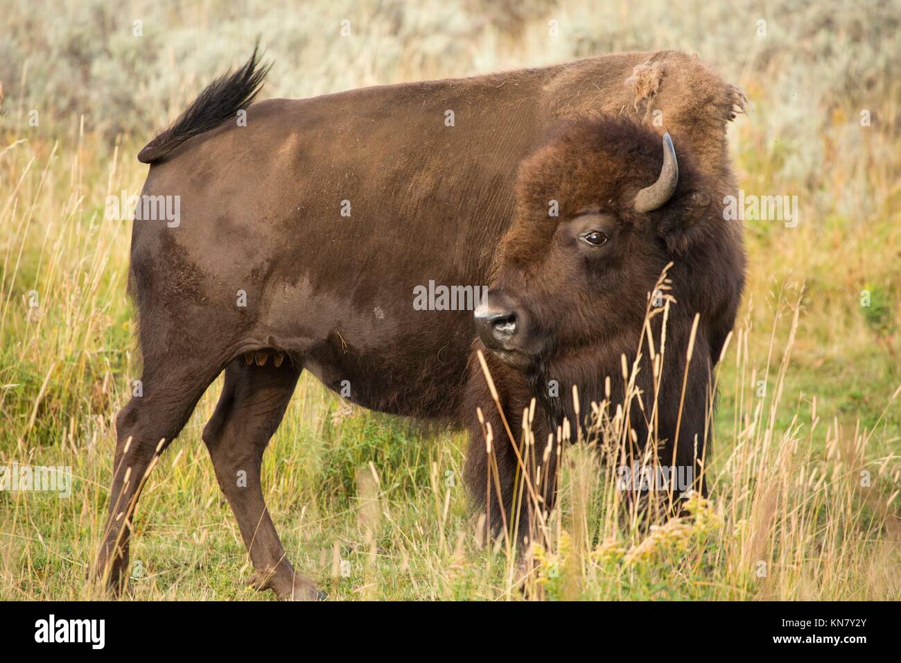 Bison management hi-res stock photography and images - Alamy