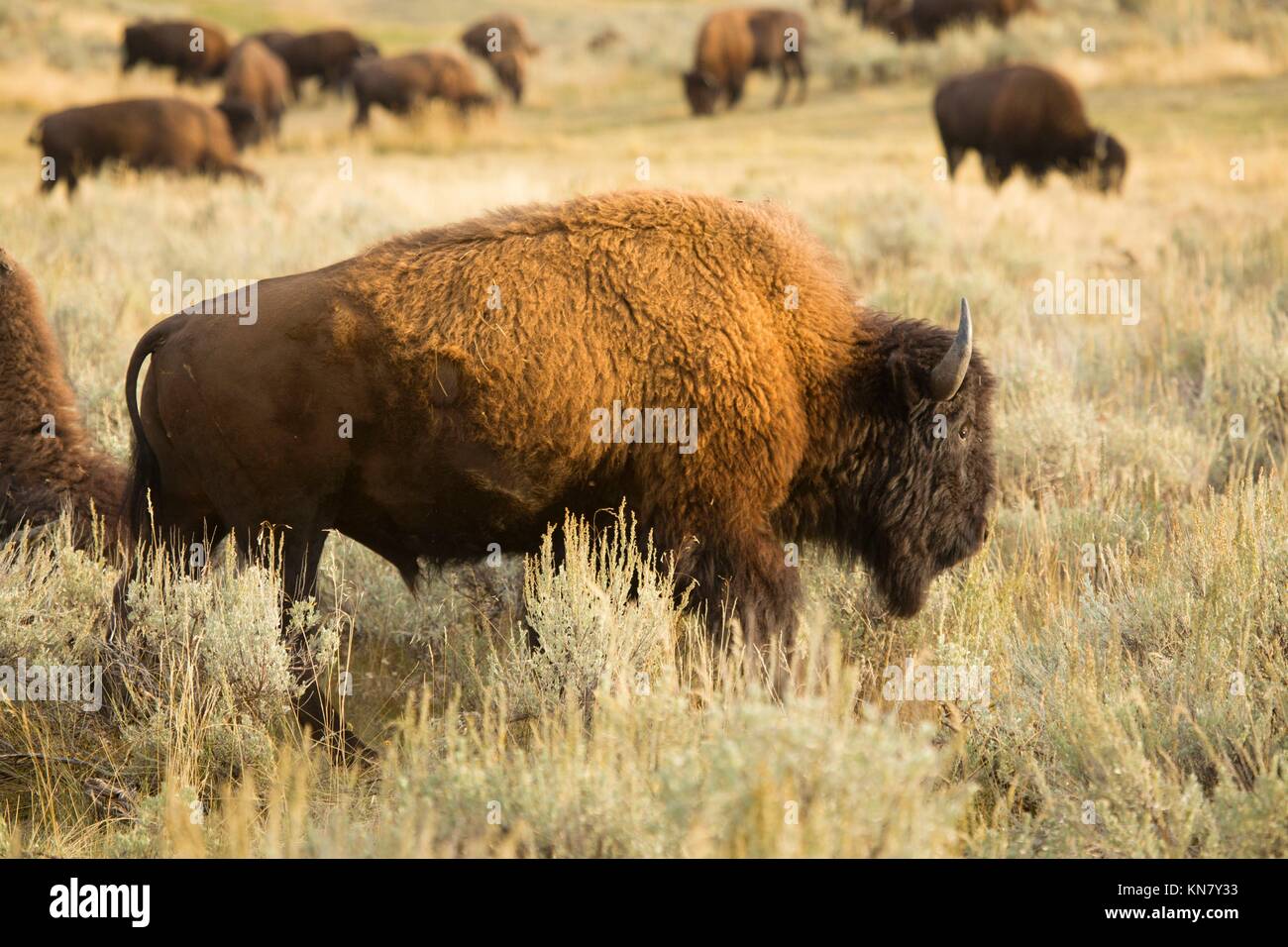 Bison bison herd walking hi-res stock photography and images - Alamy Bison bison herd walking hi-res stock photography and images - Alamy