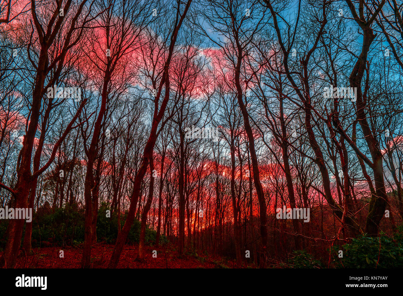 Line of trees in winter with red sky sunset Stock Photo - Alamy