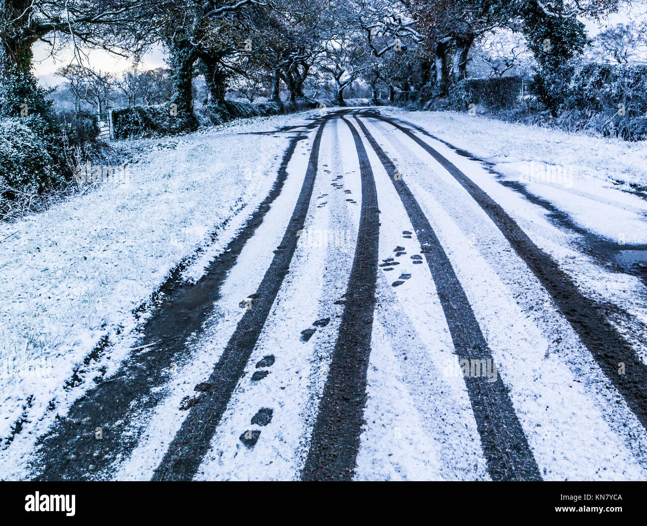 Tyre tracks in the snow on a country road with a line of trees Stock ...