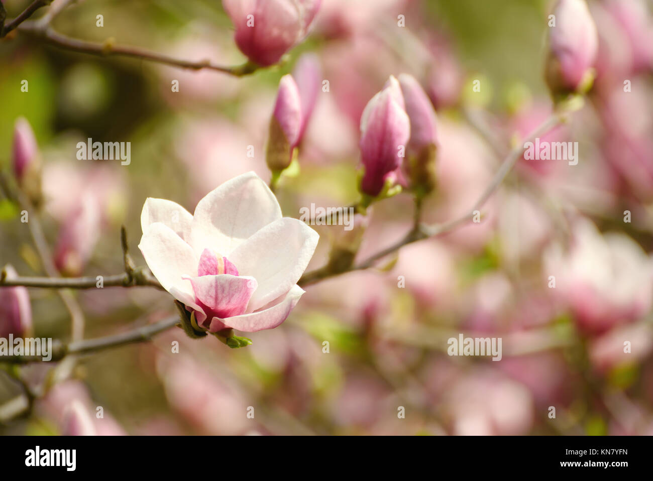 Magnolia spring flowers Stock Photo - Alamy