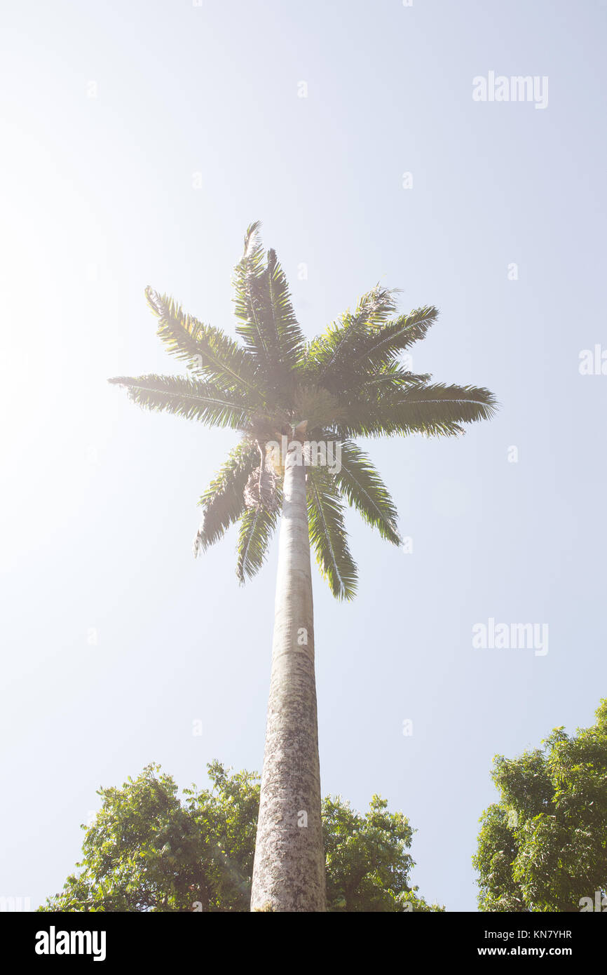 Palm Tree on a Sunny day Stock Photo - Alamy