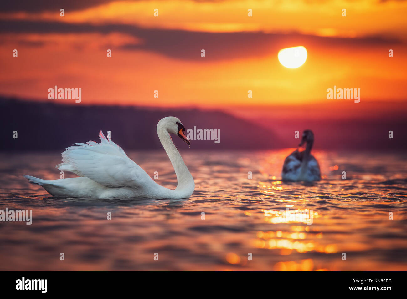 Swans in the sea and beautiful sunset Stock Photo - Alamy