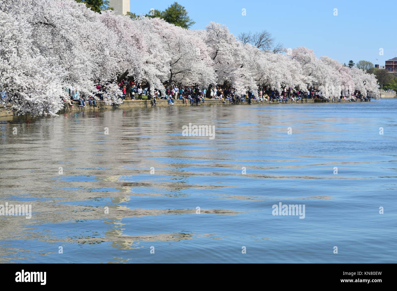 Washington DC - Cherry Blossom Time Stock Photo - Alamy