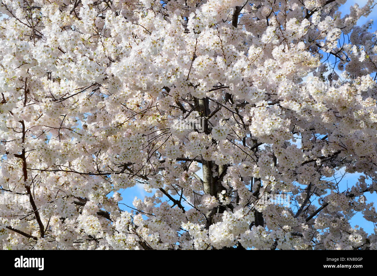 Spring Cherry Blossoms Stock Photo - Alamy