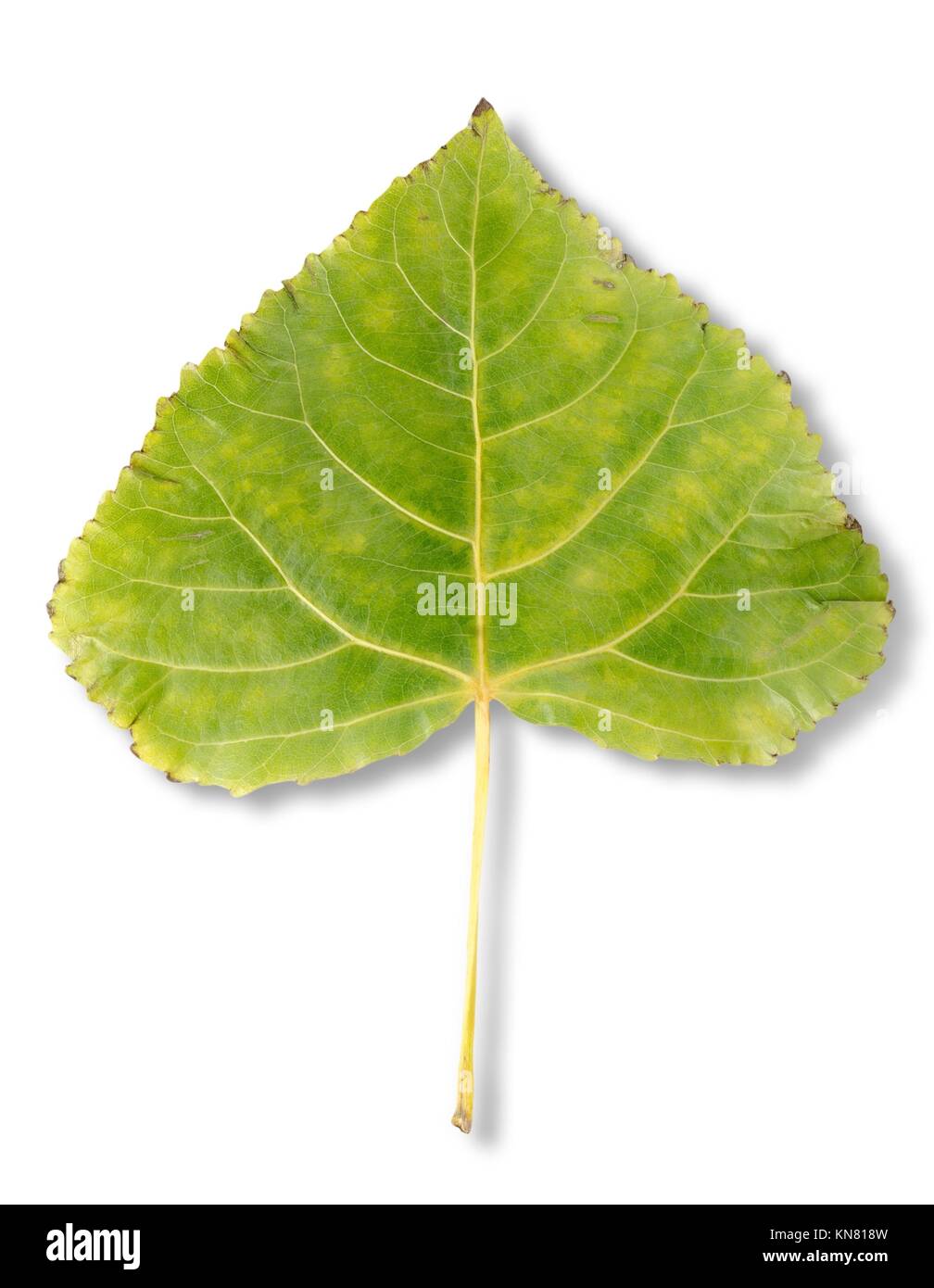 Poplar leaf hi-res stock photography and images - Alamy