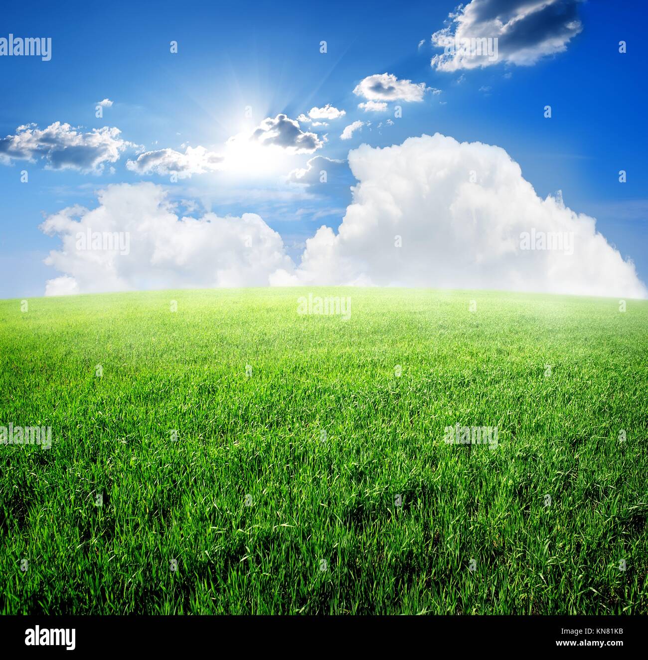 Green fresh field plant hi-res stock photography and images - Alamy