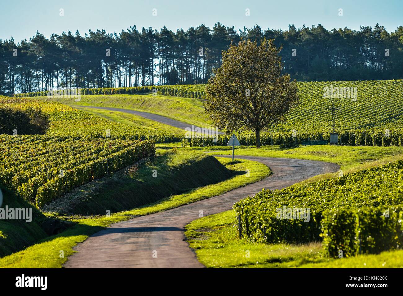 Champagne vineyards in the Cote des Bar area of the Aube department ...