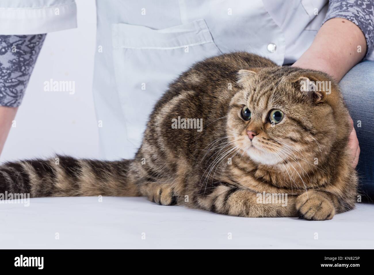 Scottish fold cat sitting near woman's hands on white background Stock ...