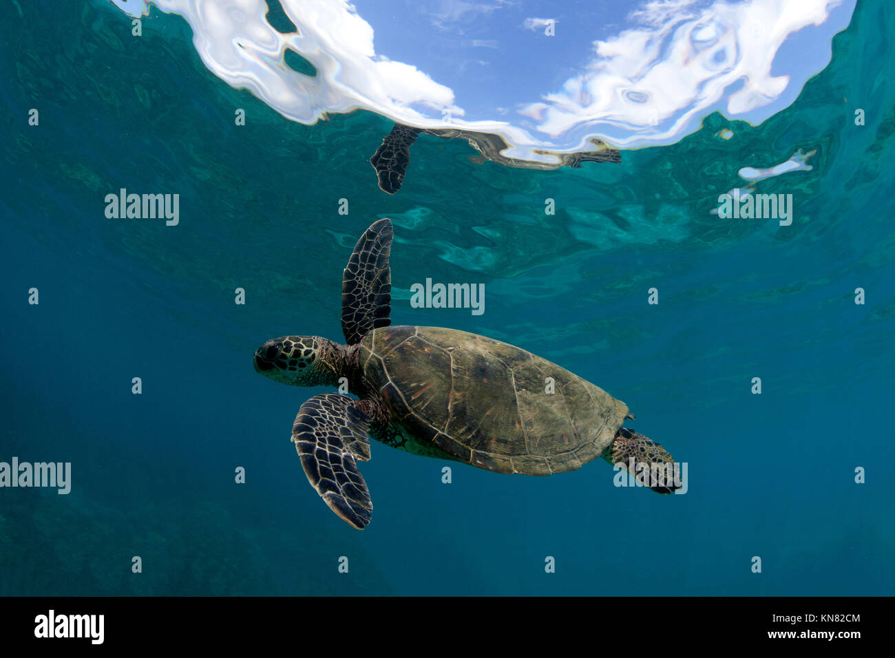 Black Turtle High Resolution Stock Photography and Images - Alamy