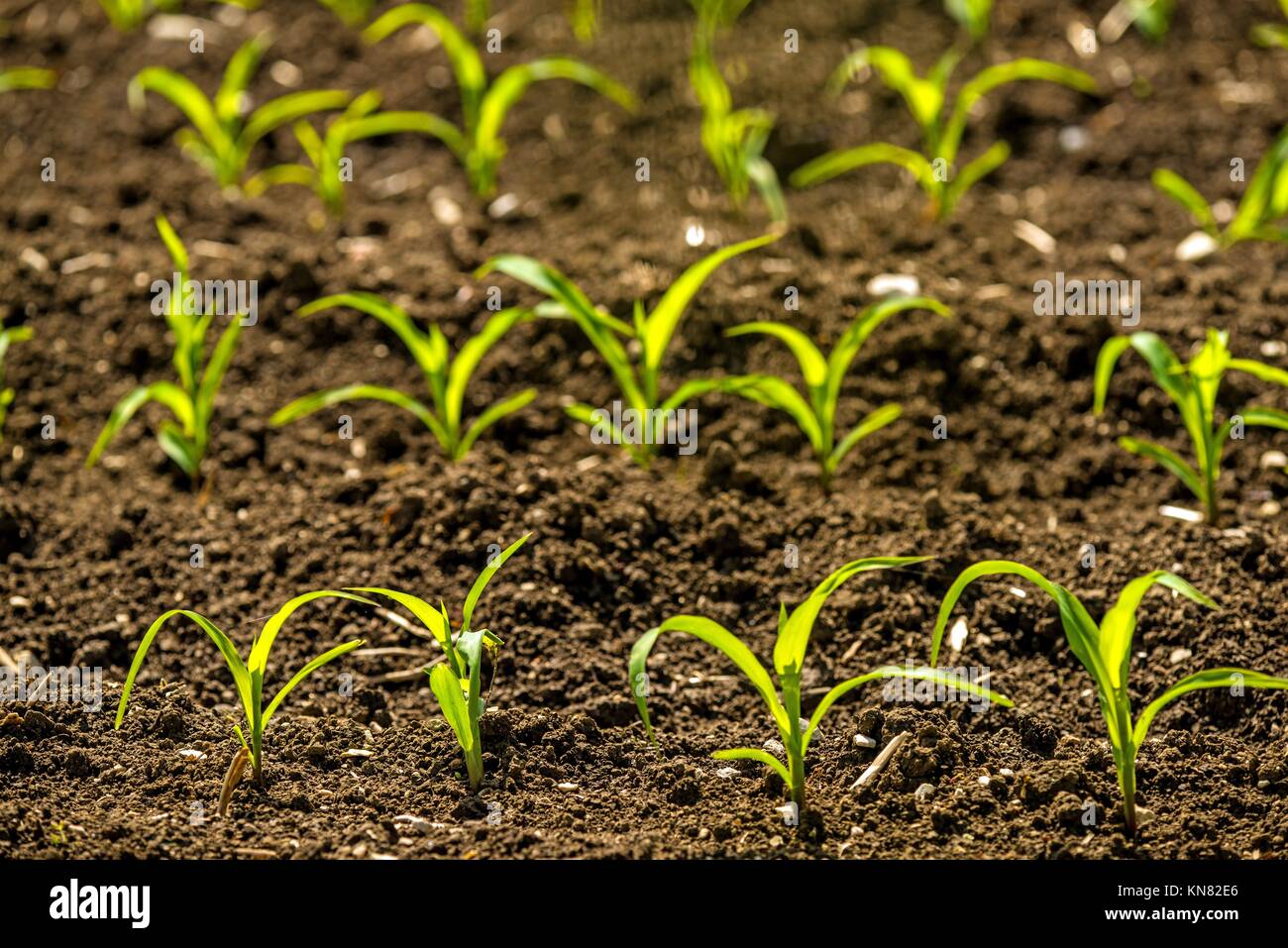 corn seedlings on a field Stock Photo - Alamy