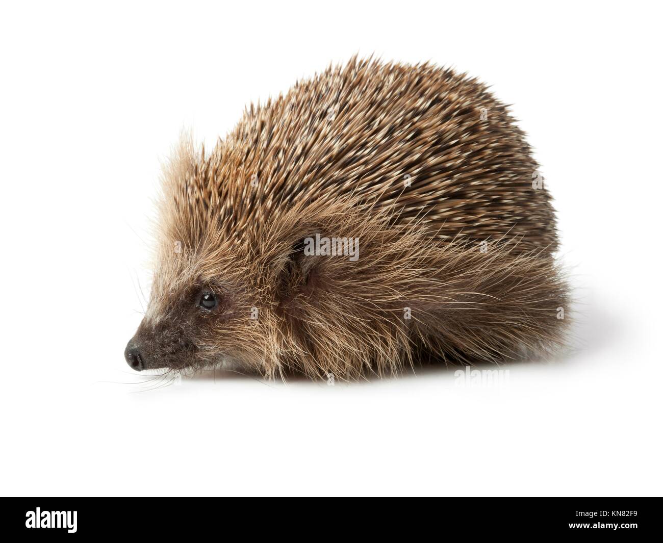 West european hedgehog hi-res stock photography and images - Alamy