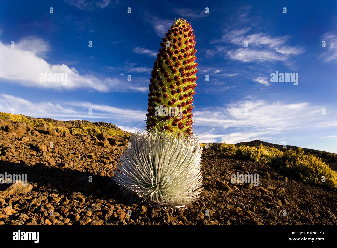 Silversword in full bloom at Haleakala National Park Stock Photo - Alamy