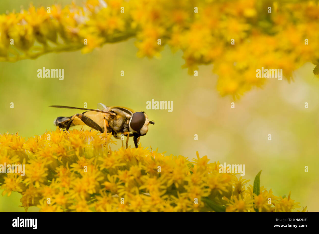 Yellow fly on yellow flower Stock Photo - Alamy