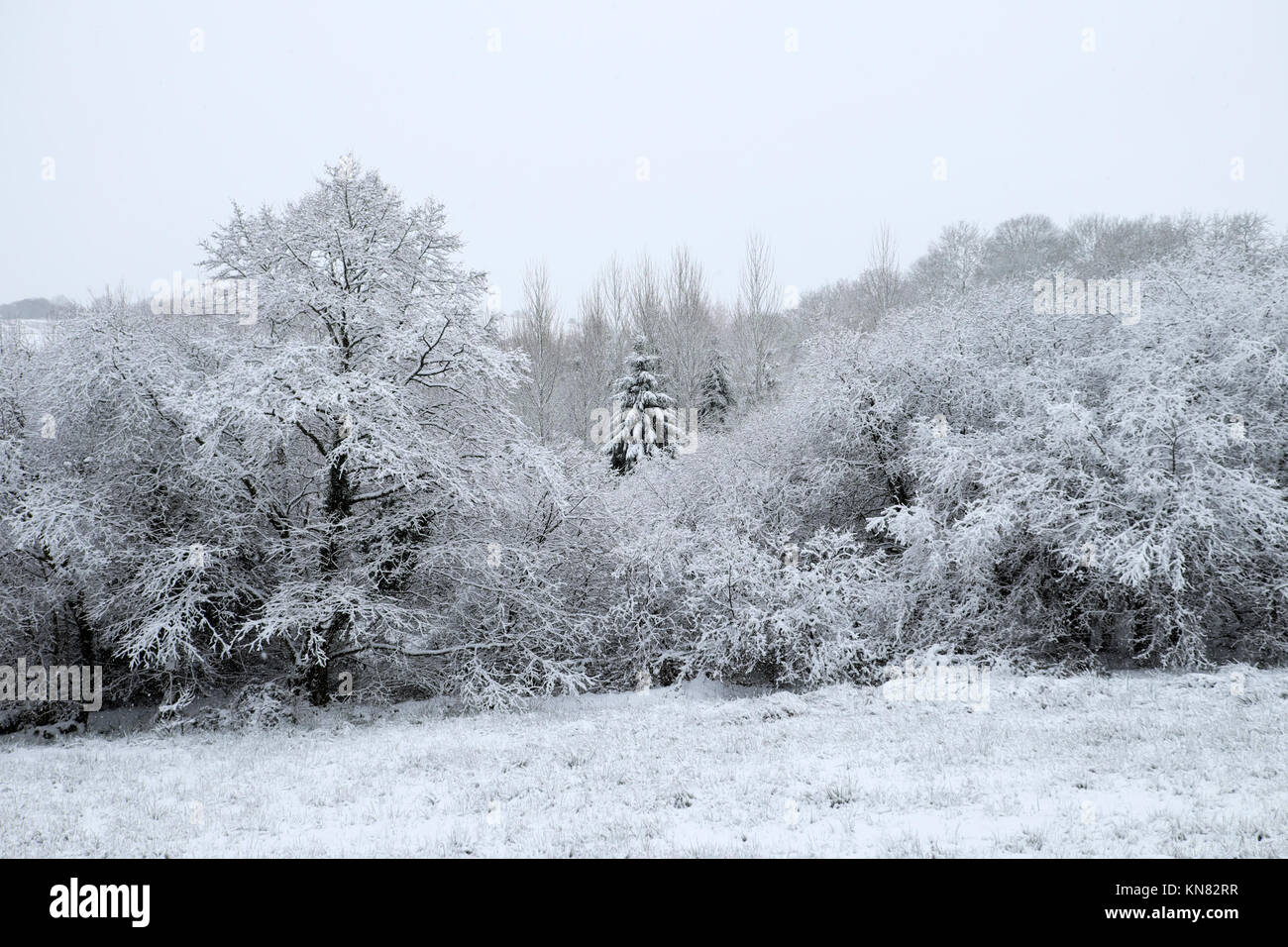 Conifer tree covered with snow amongst deciduous trees on farmland in ...
