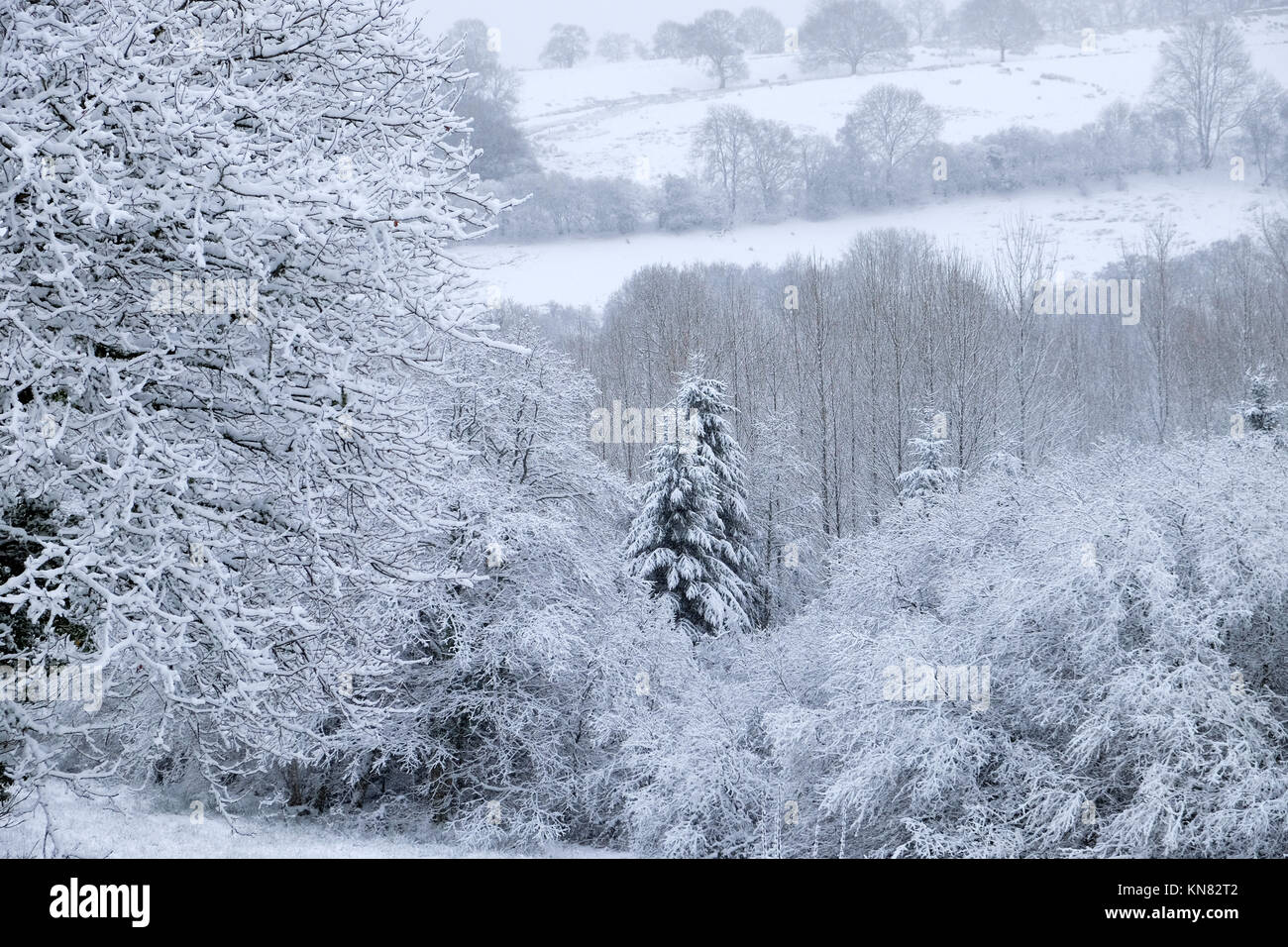 Conifer tree covered with snow amongst deciduous trees in frosty winter ...