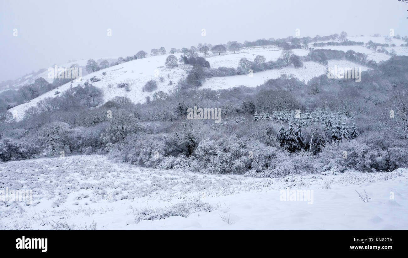 Huge conifer trees growing amongst deciduous trees in a frosty snow ...