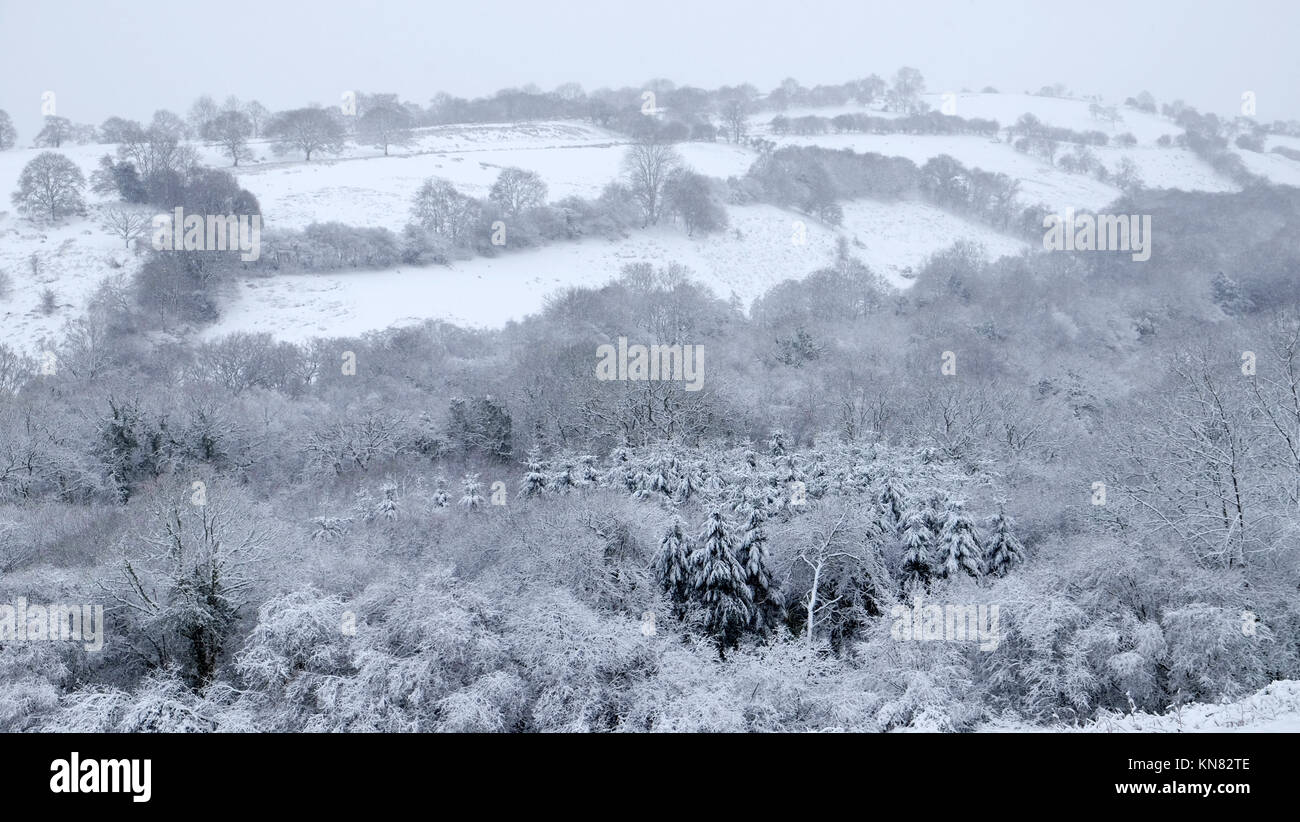 Huge conifer trees growing amongst deciduous trees in a frosty snow ...