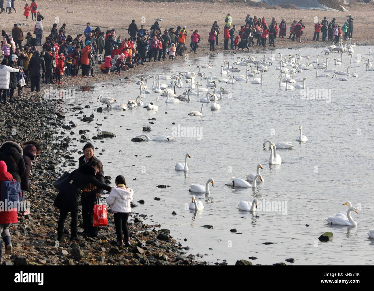 Rongcheng, Rongcheng, China. 10th Dec, 2017. Rongcheng, CHINA-10th ...