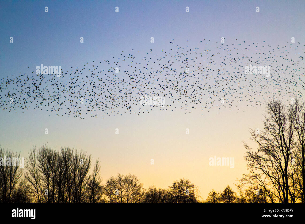 flock fly animal starling flight swarm bird dusk murmuration blackpool ...